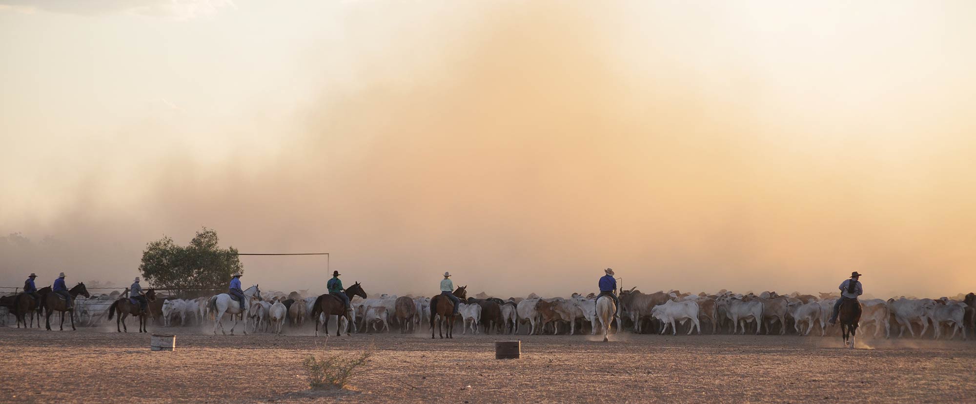 Paraway Web Site – Paraway Pastoral Australia